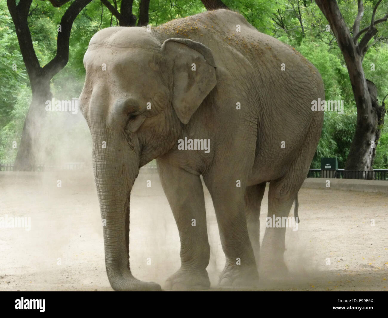 Elephant dirt shower Stock Photo - Alamy