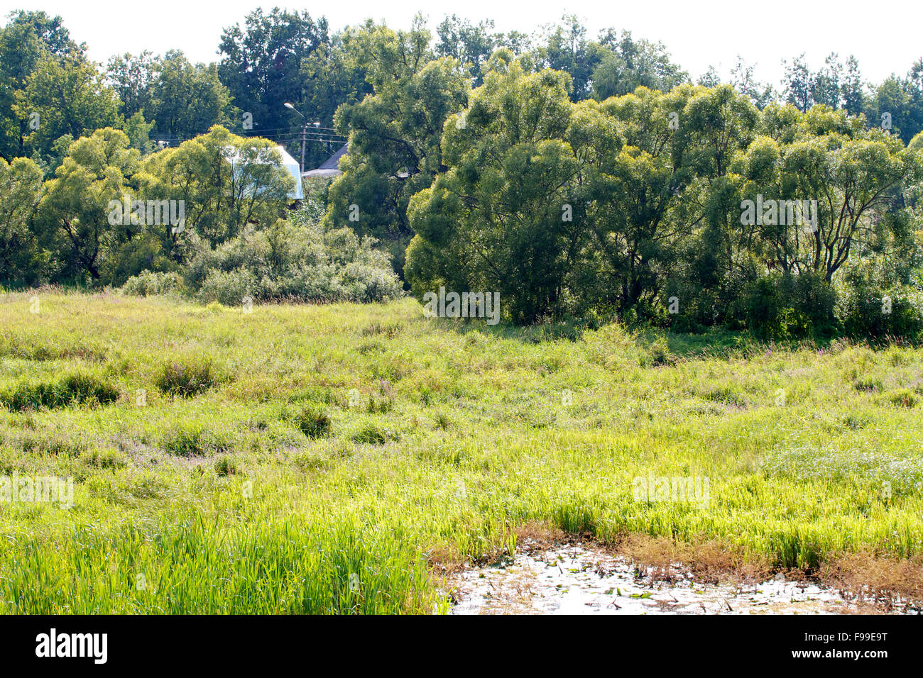 grass valley in forest during summer Stock Photo - Alamy
