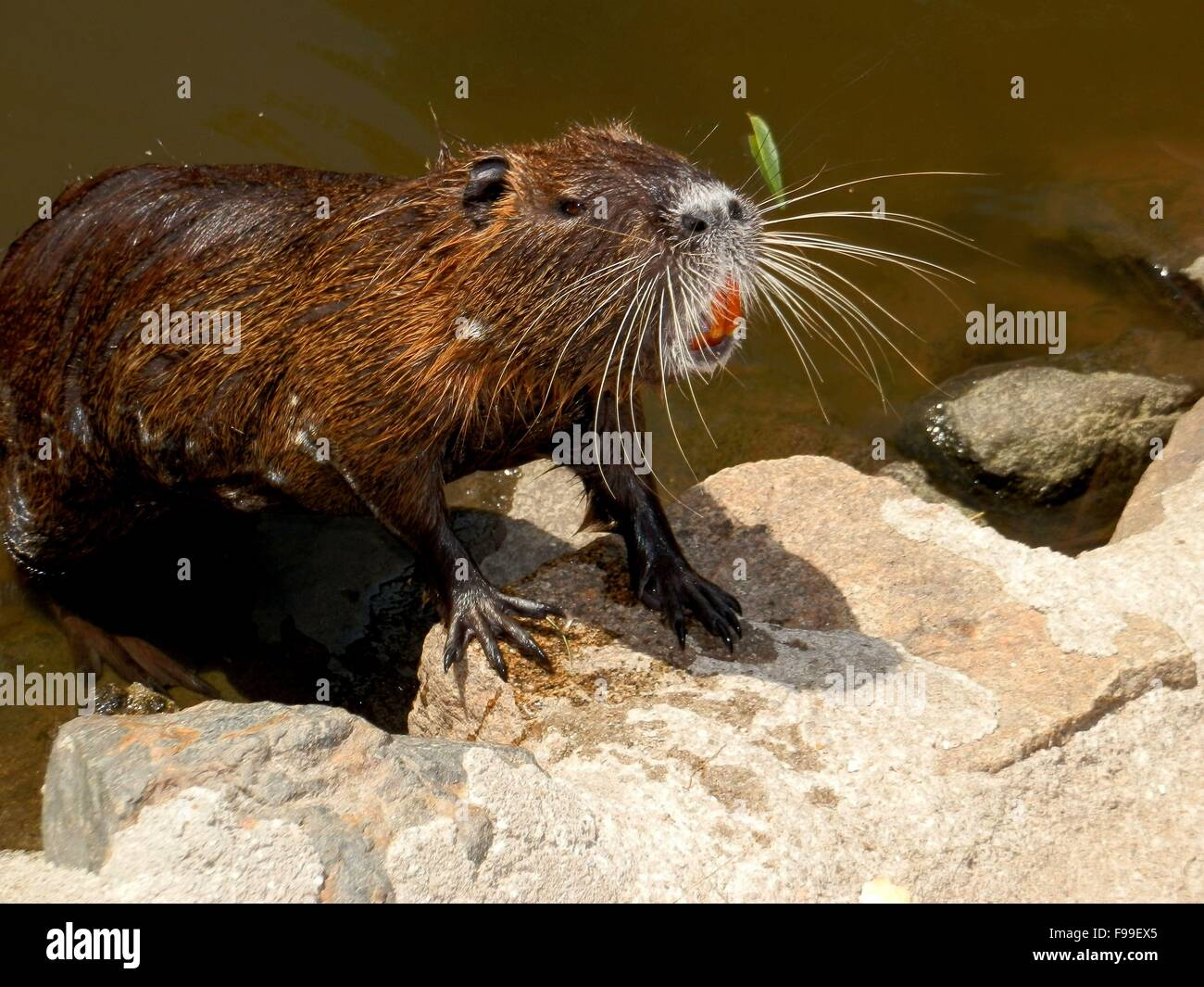 coypu, nutria, rodent, animal, mammal, water Stock Photo - Alamy