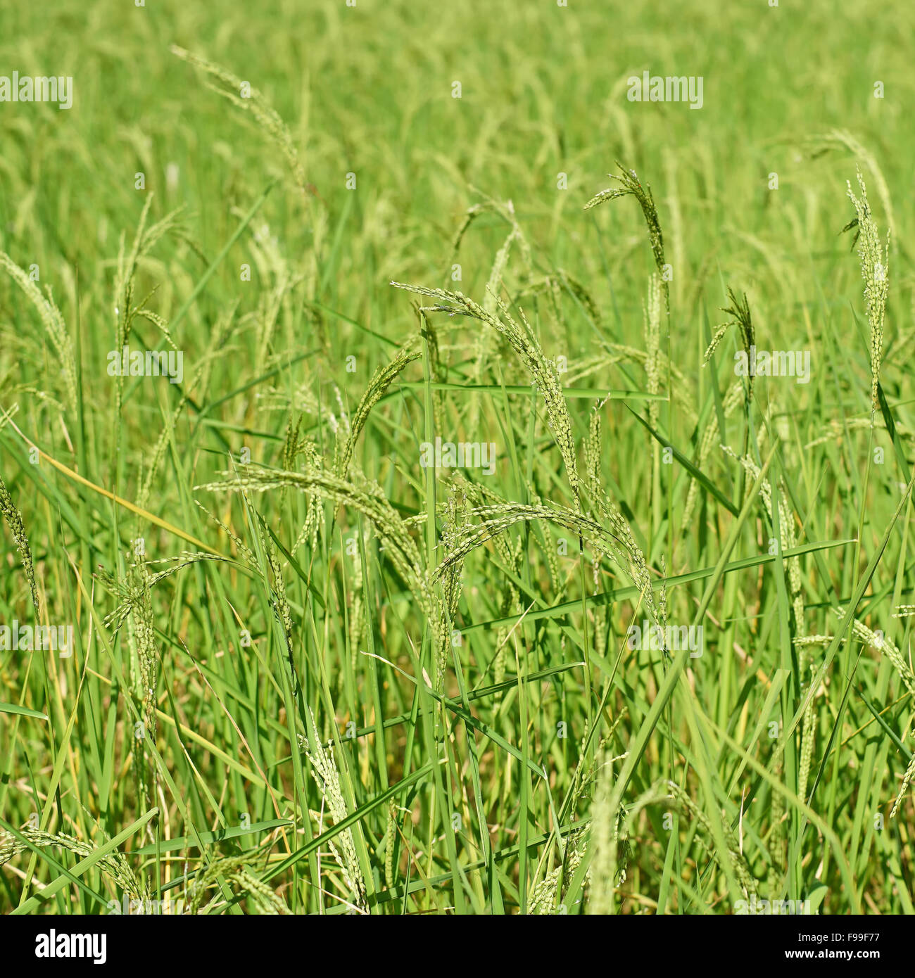 green paddy rice in field plant Stock Photo - Alamy