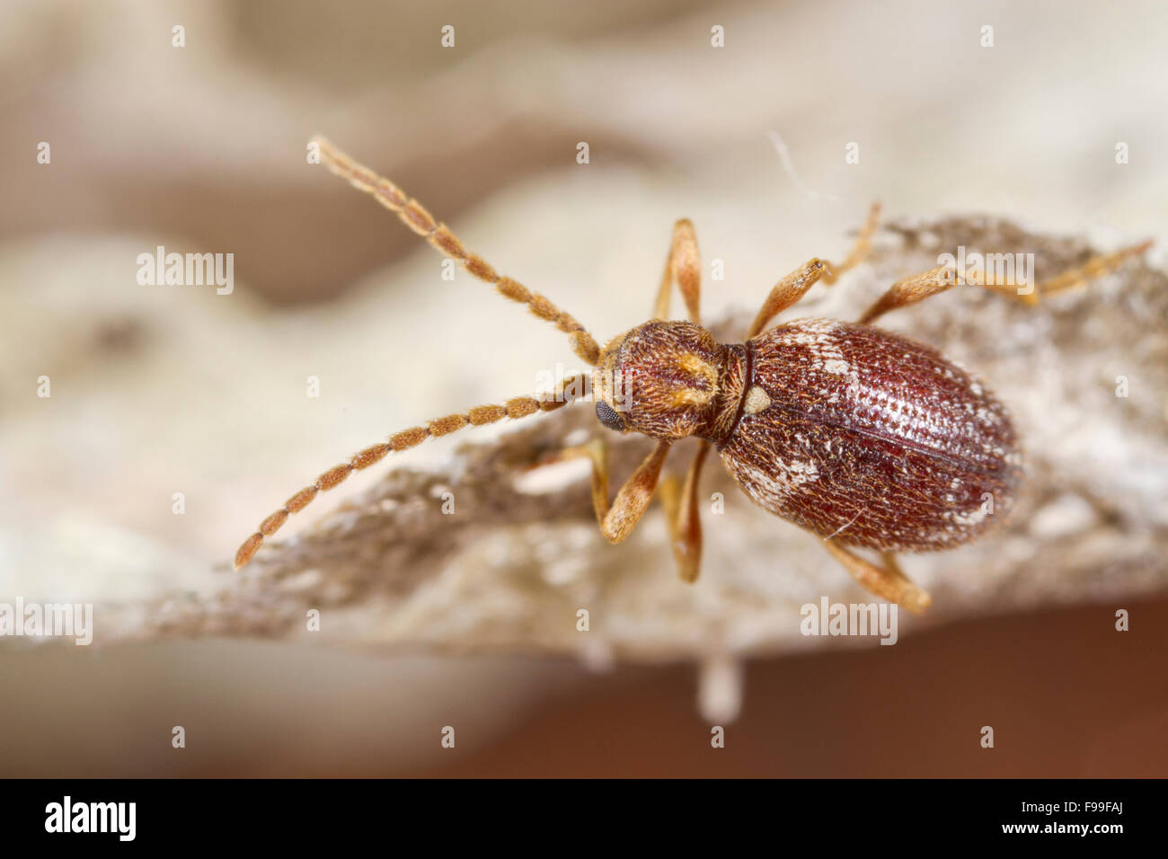White-marked Spider Beetle (Ptinus fur) on the paper envelope of a wasp ...
