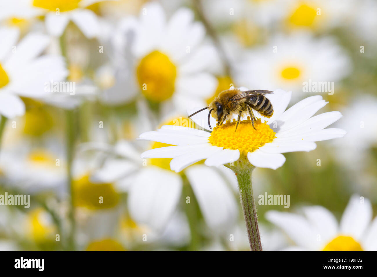 Bare-saddled Colletes or Plasterer Bee (Colletes similis) adult male ...