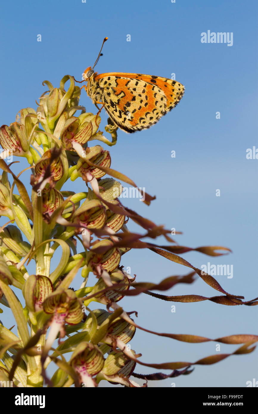 Spotted Fritillary butterfly (Melitaea didyma) adult male roosting on a ...