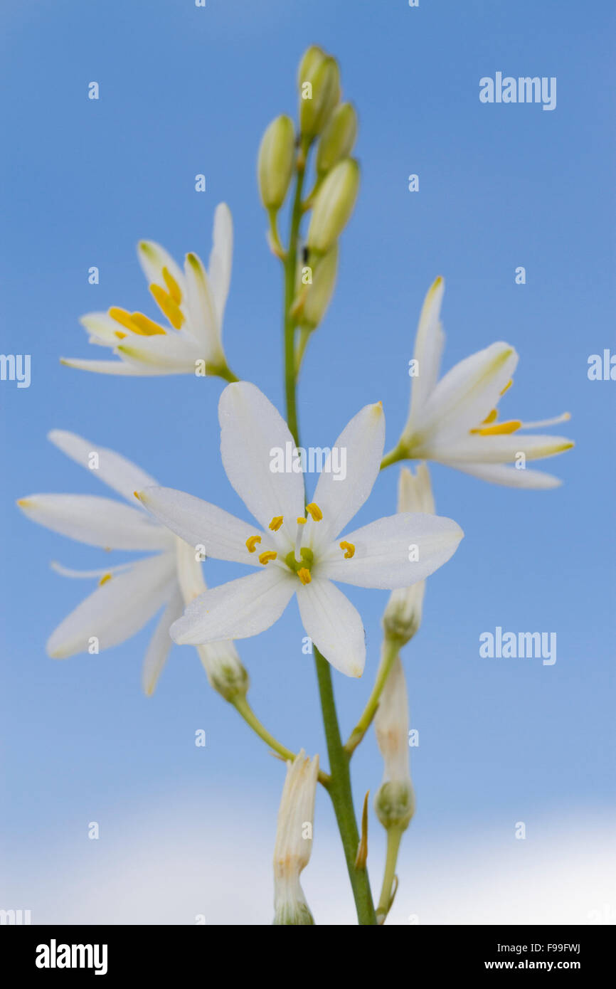 St. Bernard's lily (Anthericum liliago) flowering. Causse de Gramat ...