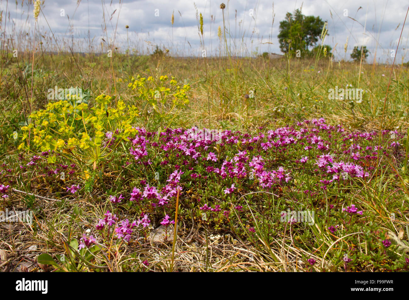 Thyme (Thymus sp.) and Cypress Spurge (Euphorbia cyparissias) flowering ...