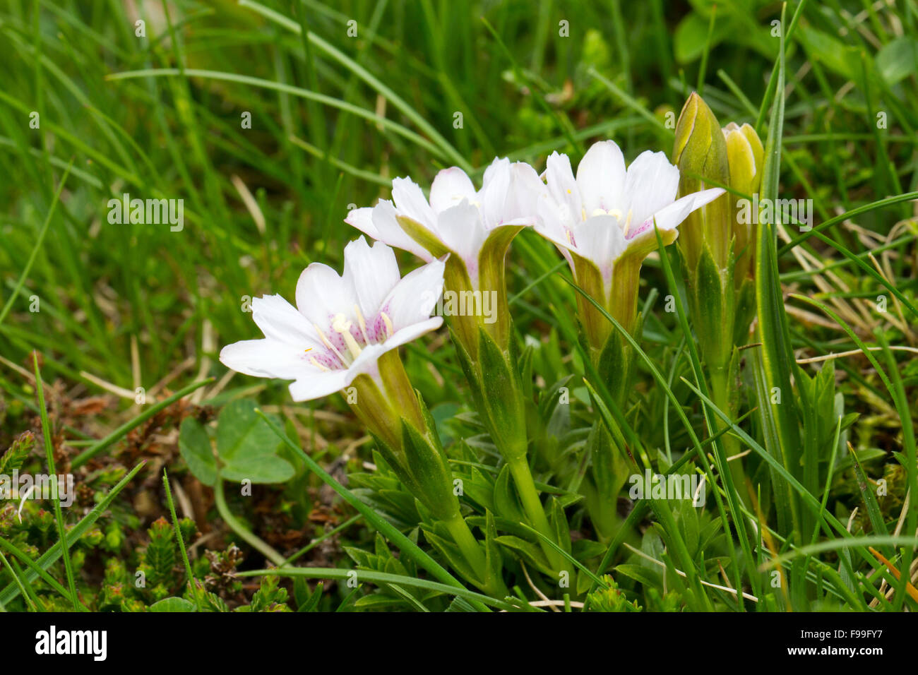 Pyrenean Gentian (Gentiana pyrenaica) white-flowered form flowering ...