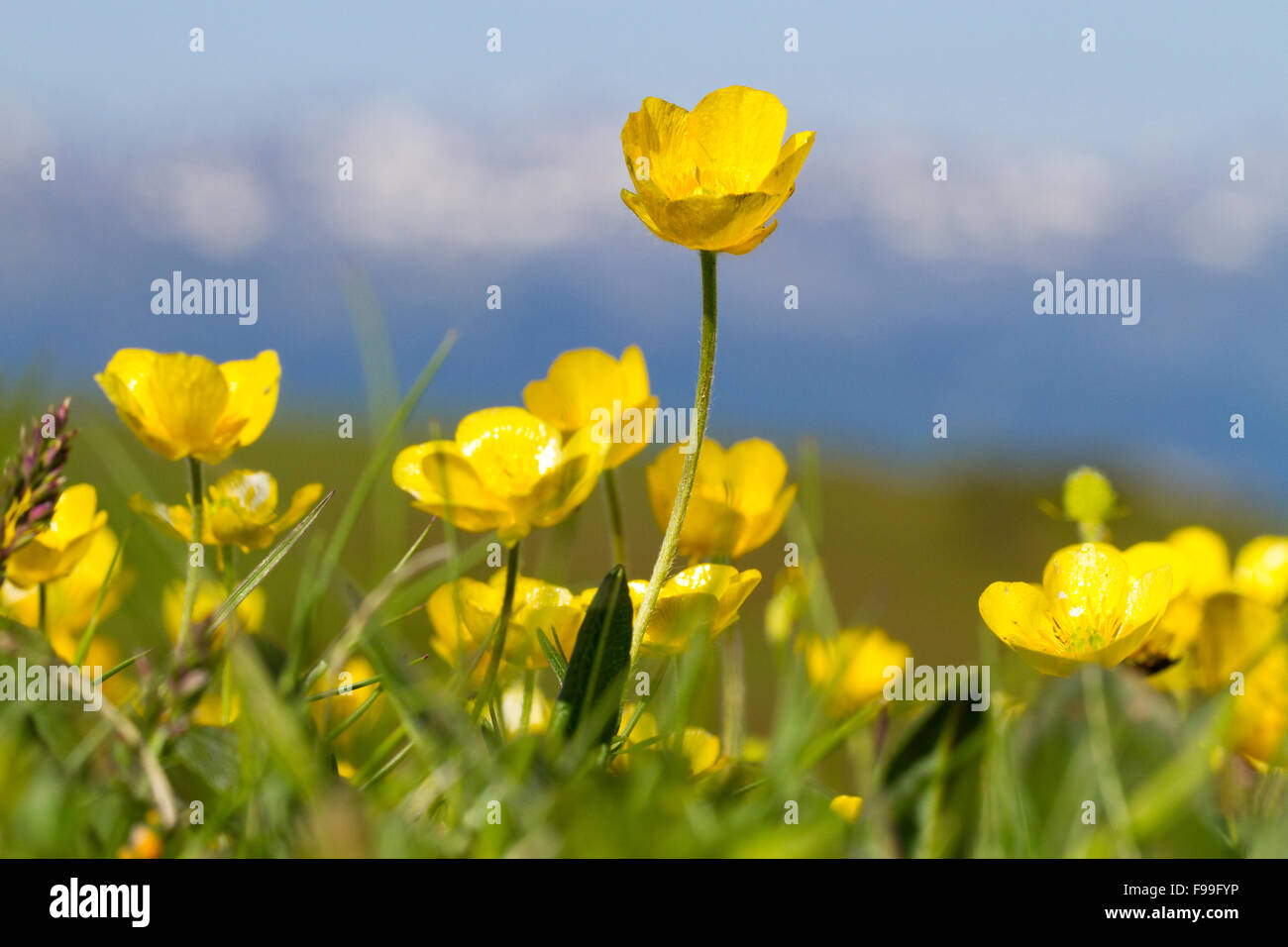 Mountain buttercup (Ranunculus montanus) flowering in alpine pasture ...