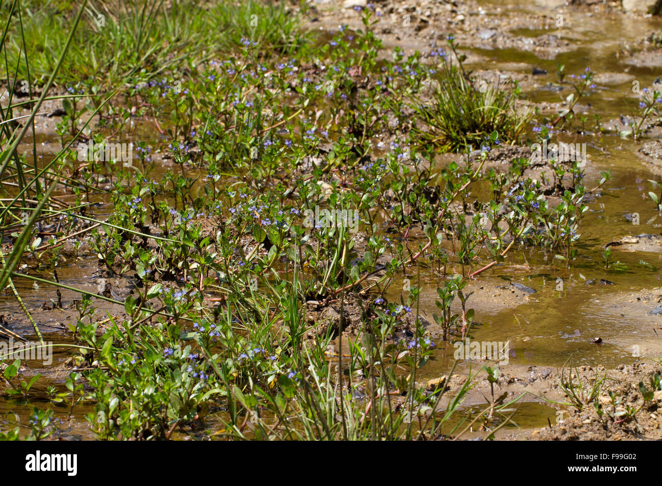 Brooklime (Veronica beccabunga) flowering in a muddy stream. Ariege ...