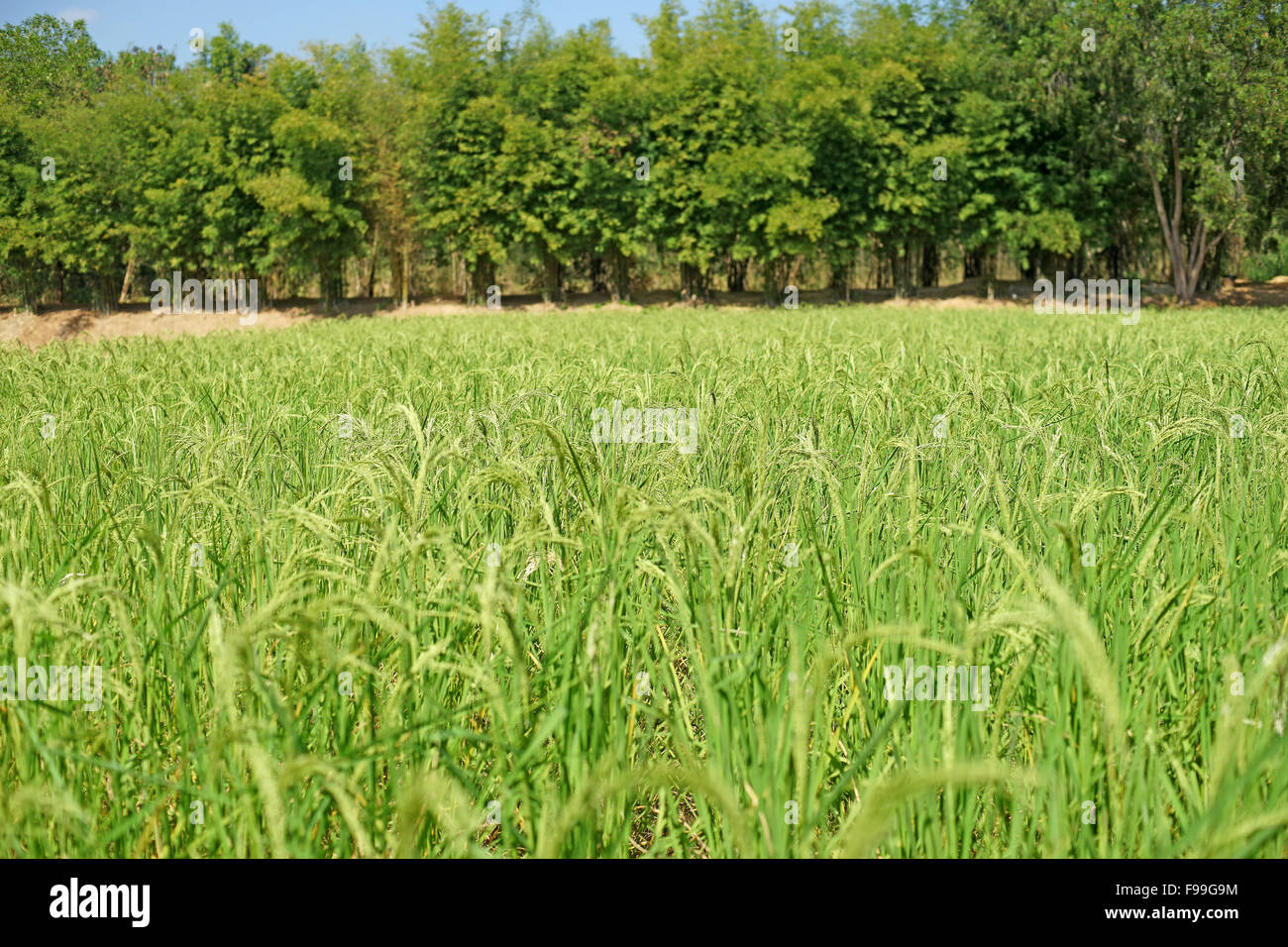 green paddy rice in field plant Stock Photo - Alamy