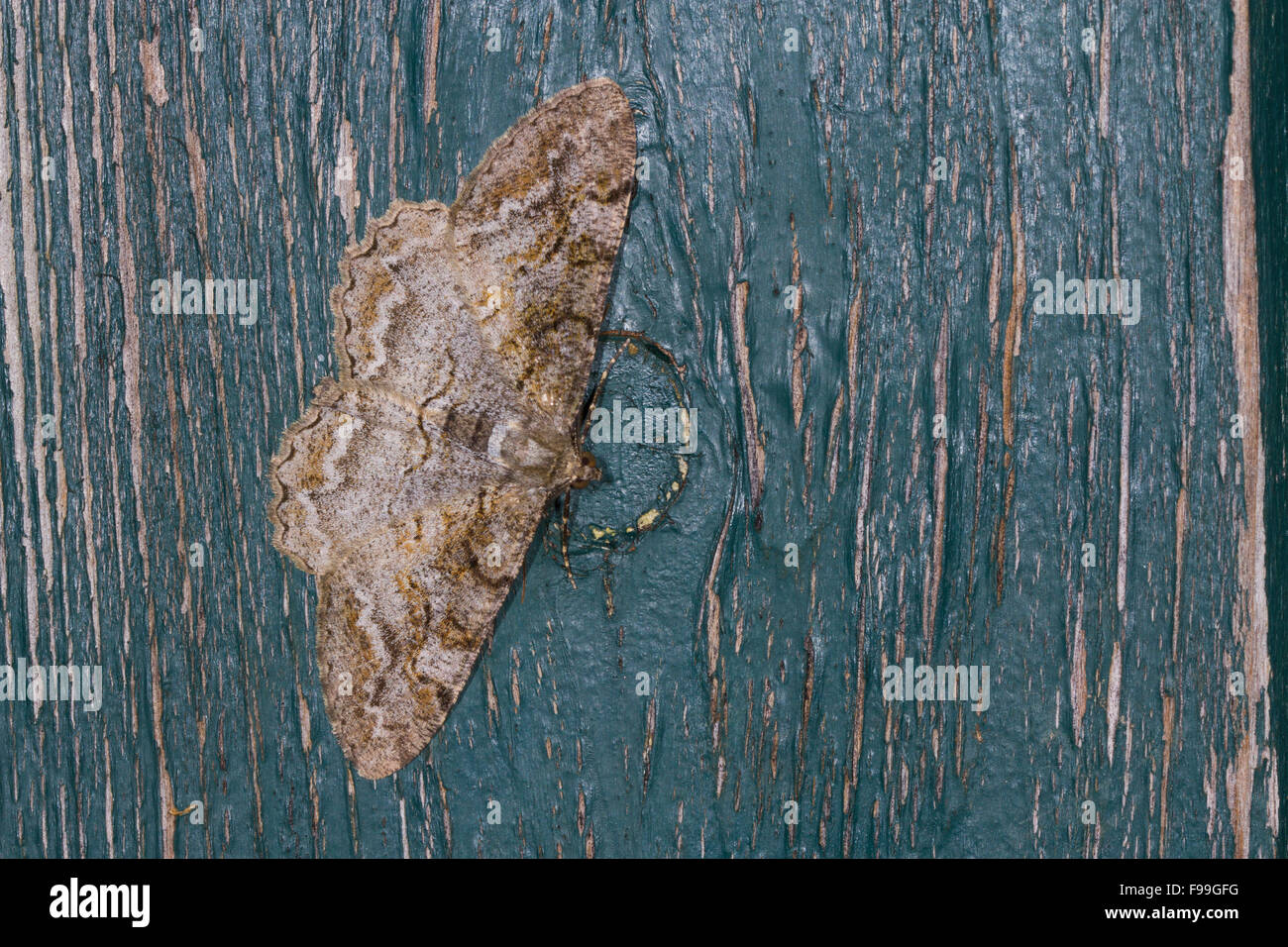 Mottled Beauty (Alcis repandata) adult moth resting on flaking paint of ...