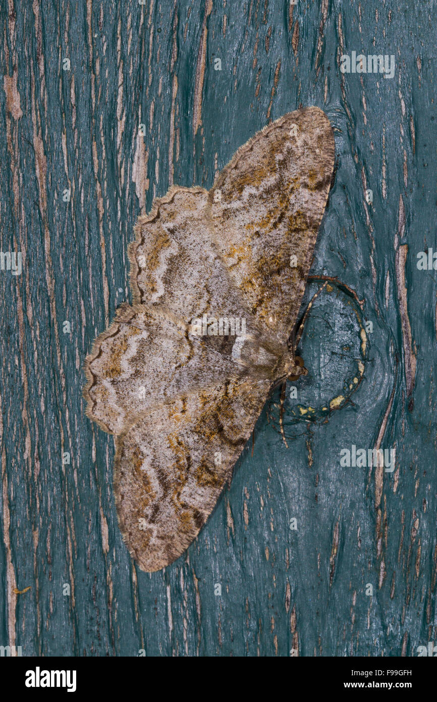Mottled Beauty (Alcis repandata) adult moth resting on flaking paint of ...