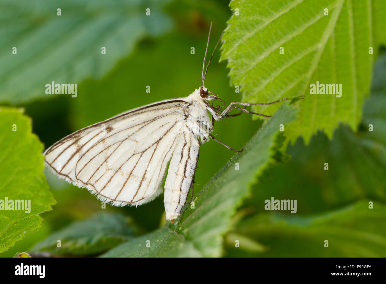 France french moths hi-res stock photography and images - Alamy