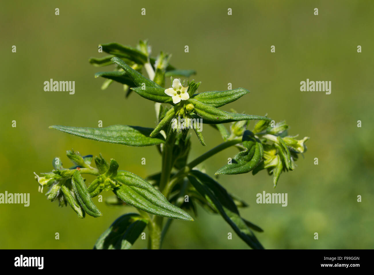 Common Gromwell (Lithosperum officinale) flowering. Aude, French ...
