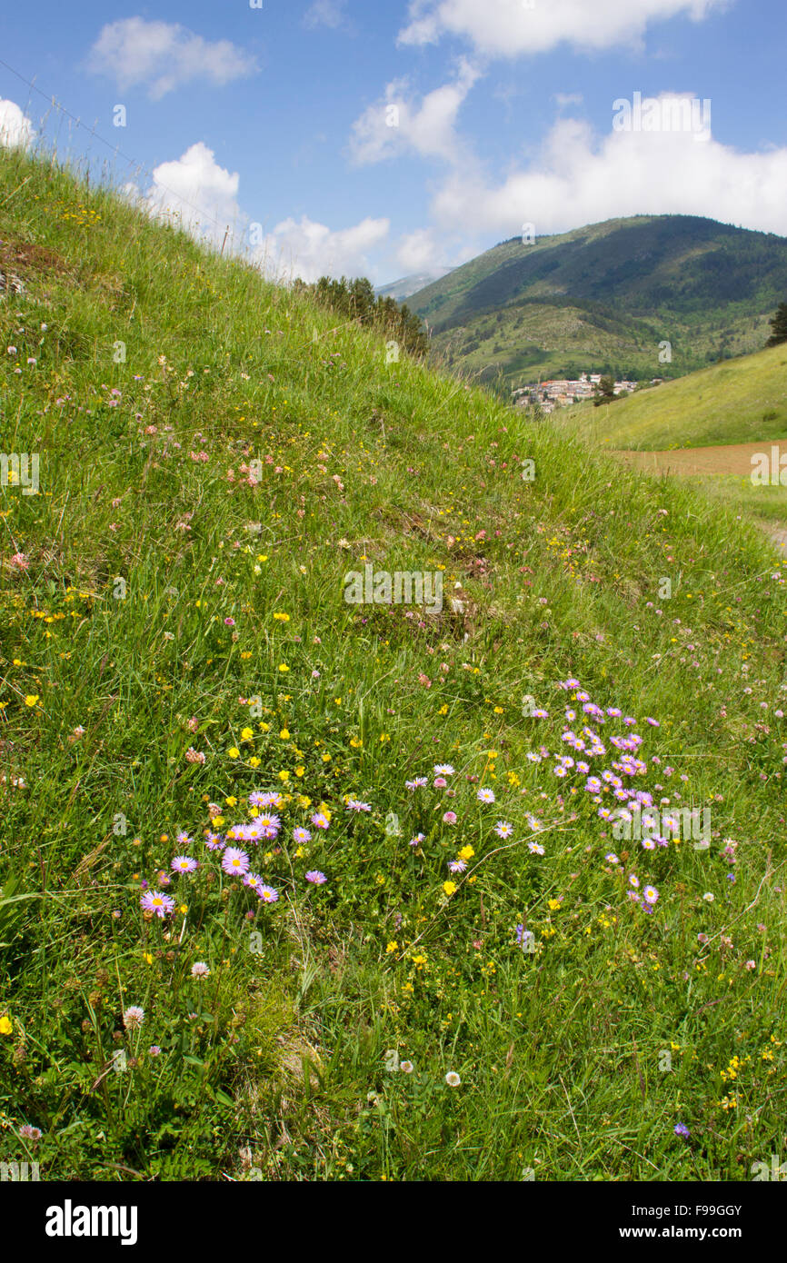 Alpine Asters (Aster alpinus) and other wildflowers flowering in a ...