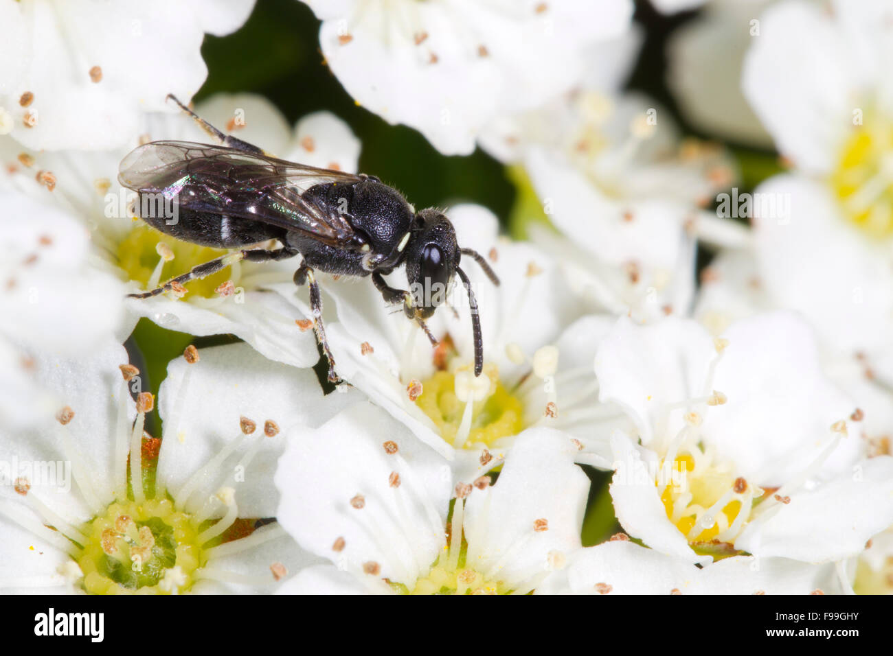 Hairy Yellow-face bee (Hylaeus hyalinatus) adult female feeding on ...