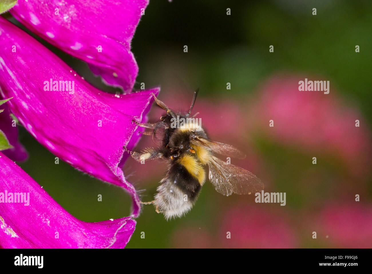 Bombus hortorum worker uk High Resolution Stock Photography and Images ...