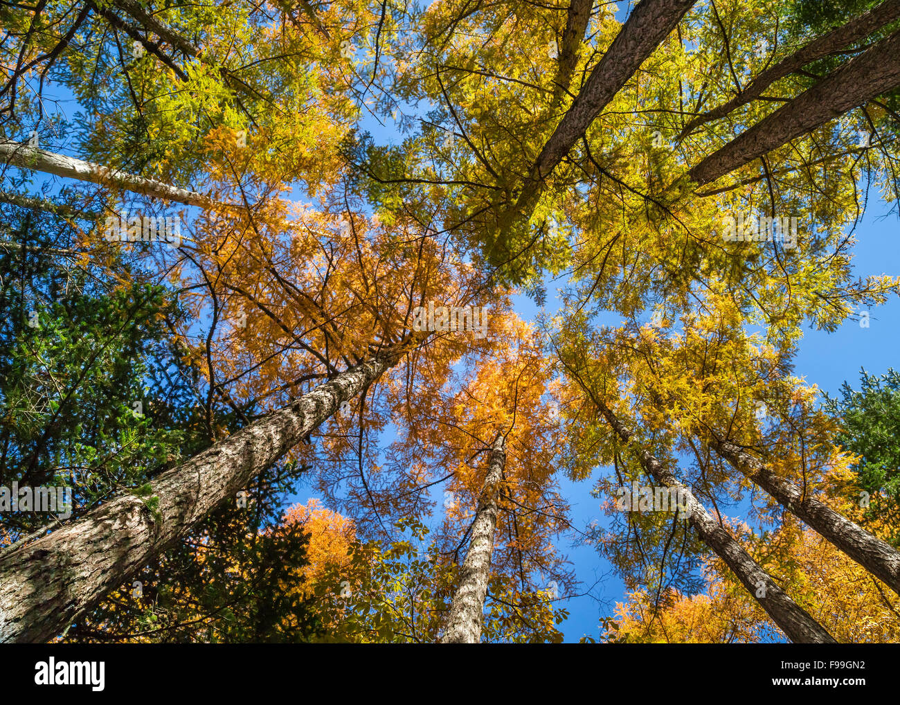 Colorful trees in forest at autumn Stock Photo - Alamy