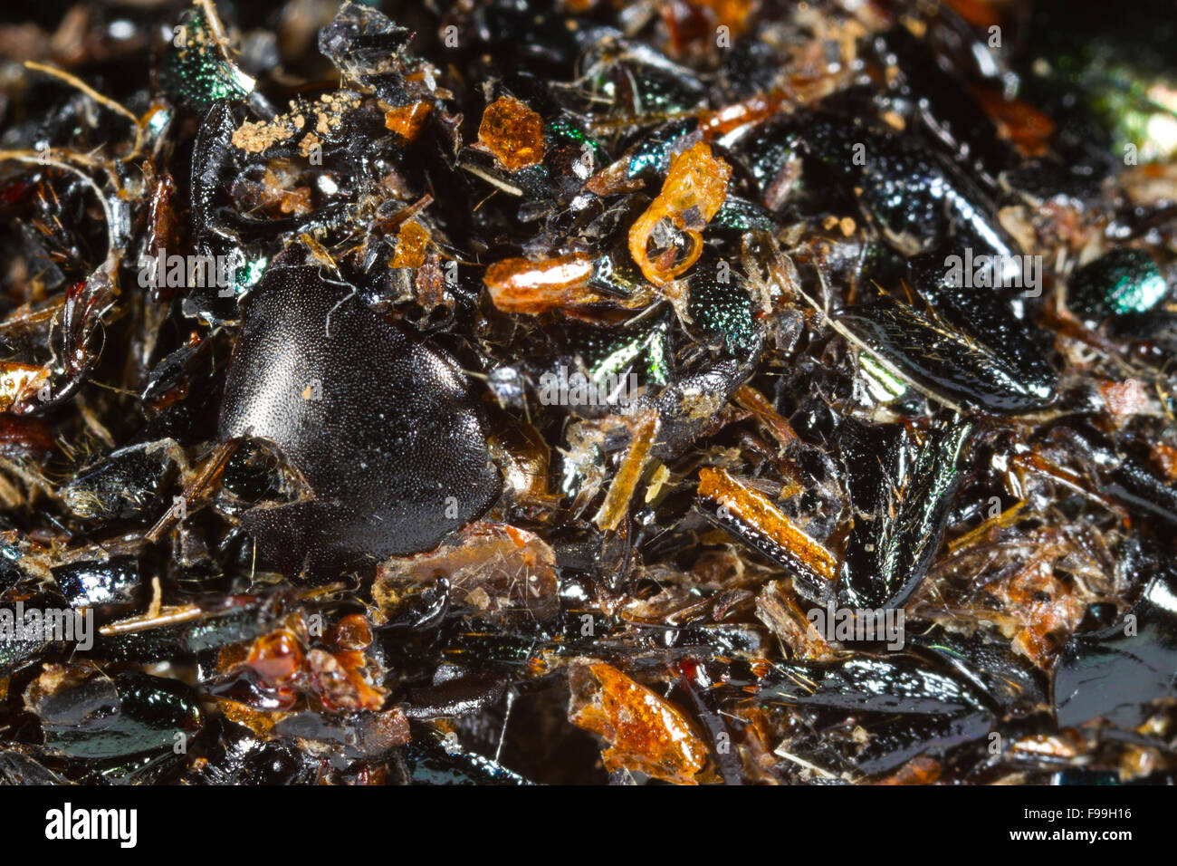 Regurgitated hi-res stock photography and images - Alamy