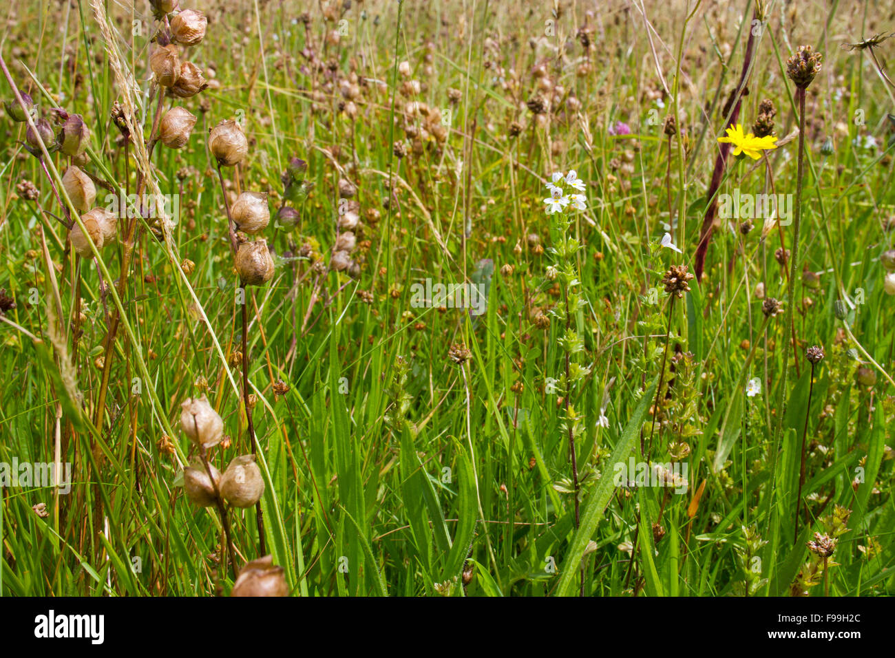 Eyebright (Euphrasia sp.) flowering and Yellow Rattle or Hay Rattle ...