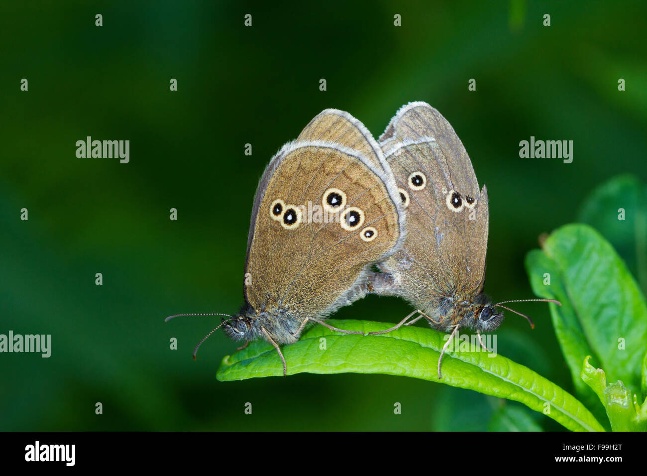 Ringlet (Aphantopus hyperantus) adult butterflies mating. Powys,Wales ...