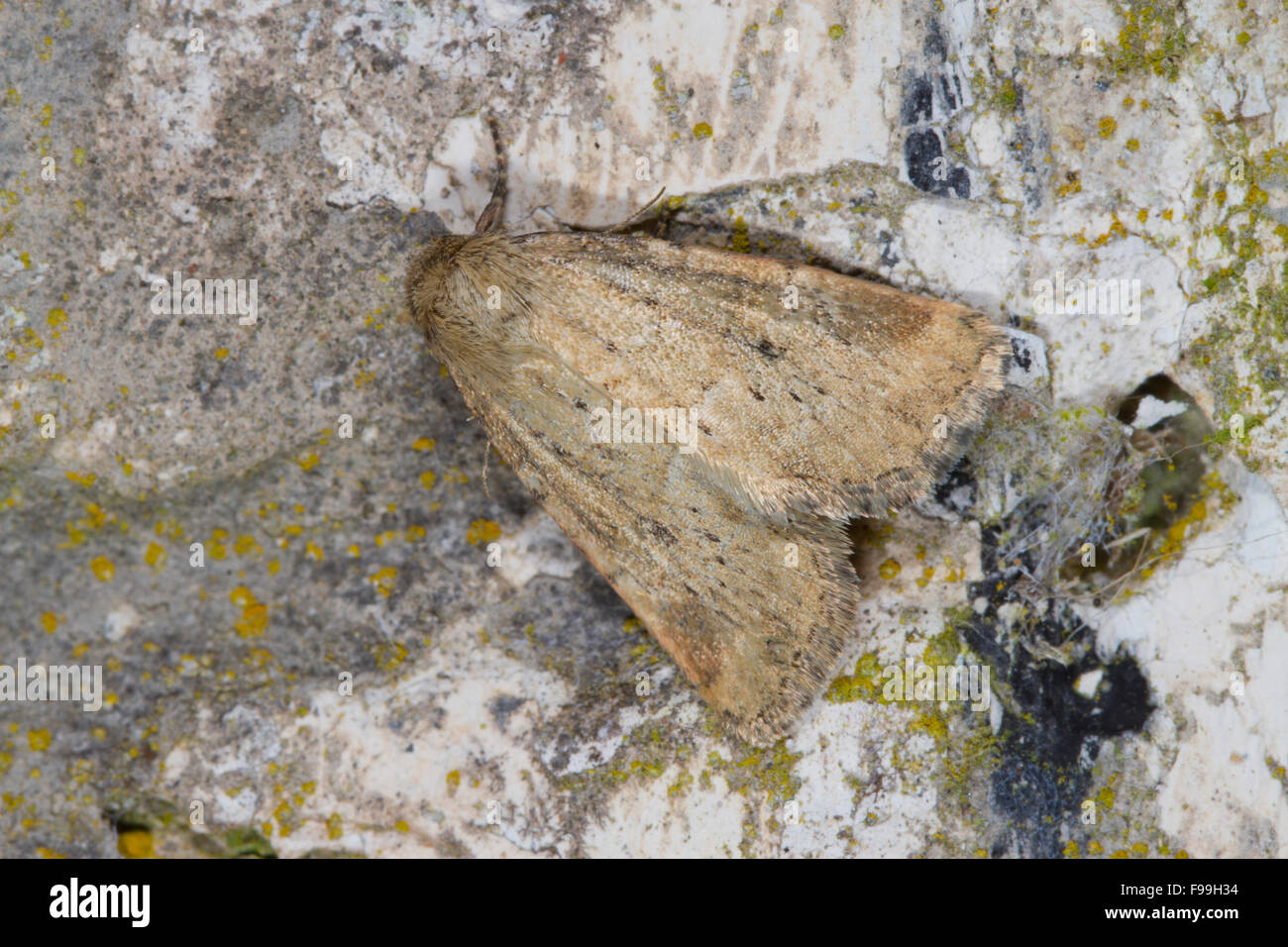 Small Dotted Buff (Photedes minima) adult moth resting on a stone wall ...