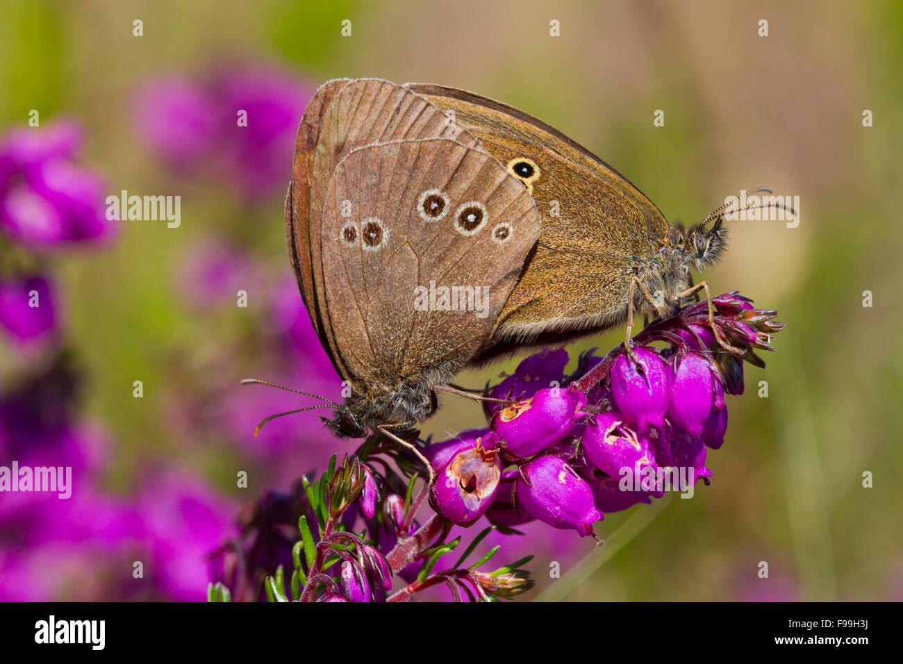 Ringlet (Aphantopus hyperantus) adult butterflies mating on flowering ...