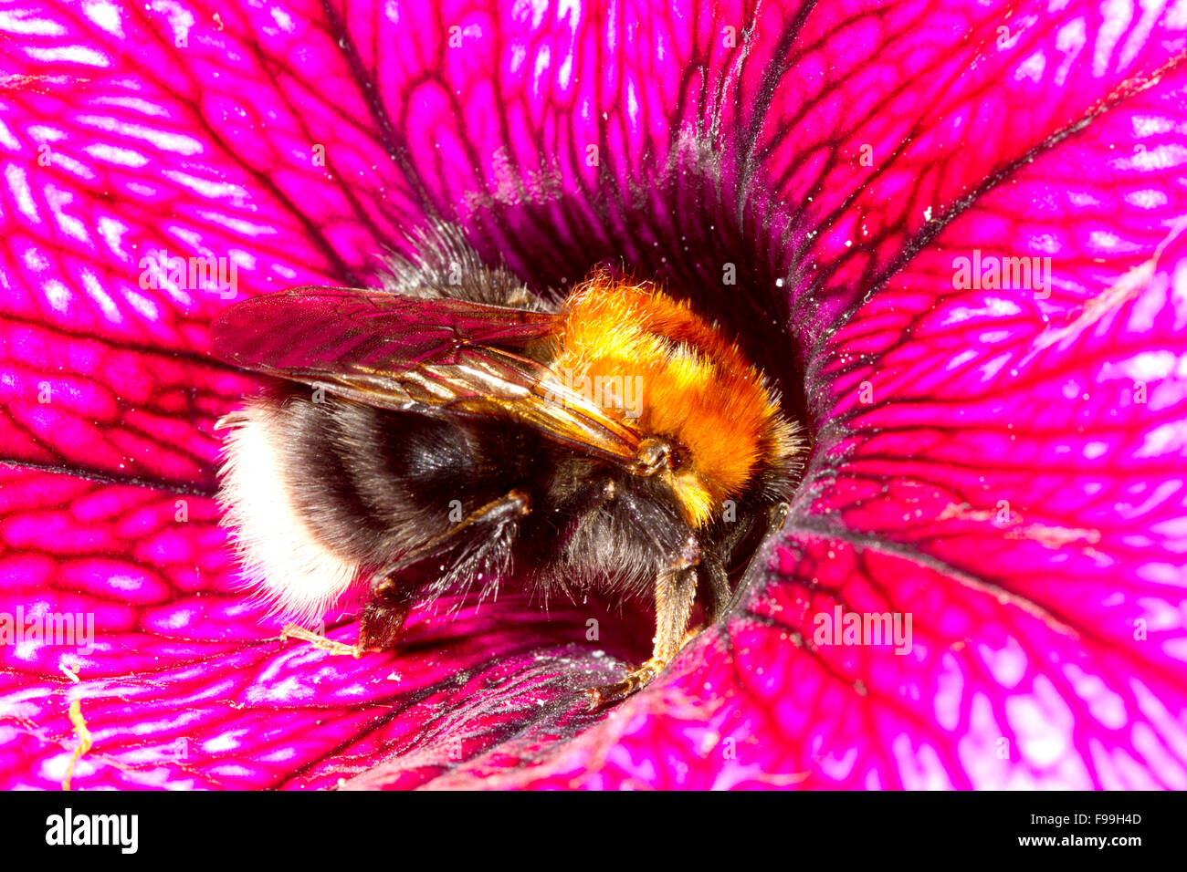 Tree bumblebee hi-res stock photography and images - Alamy