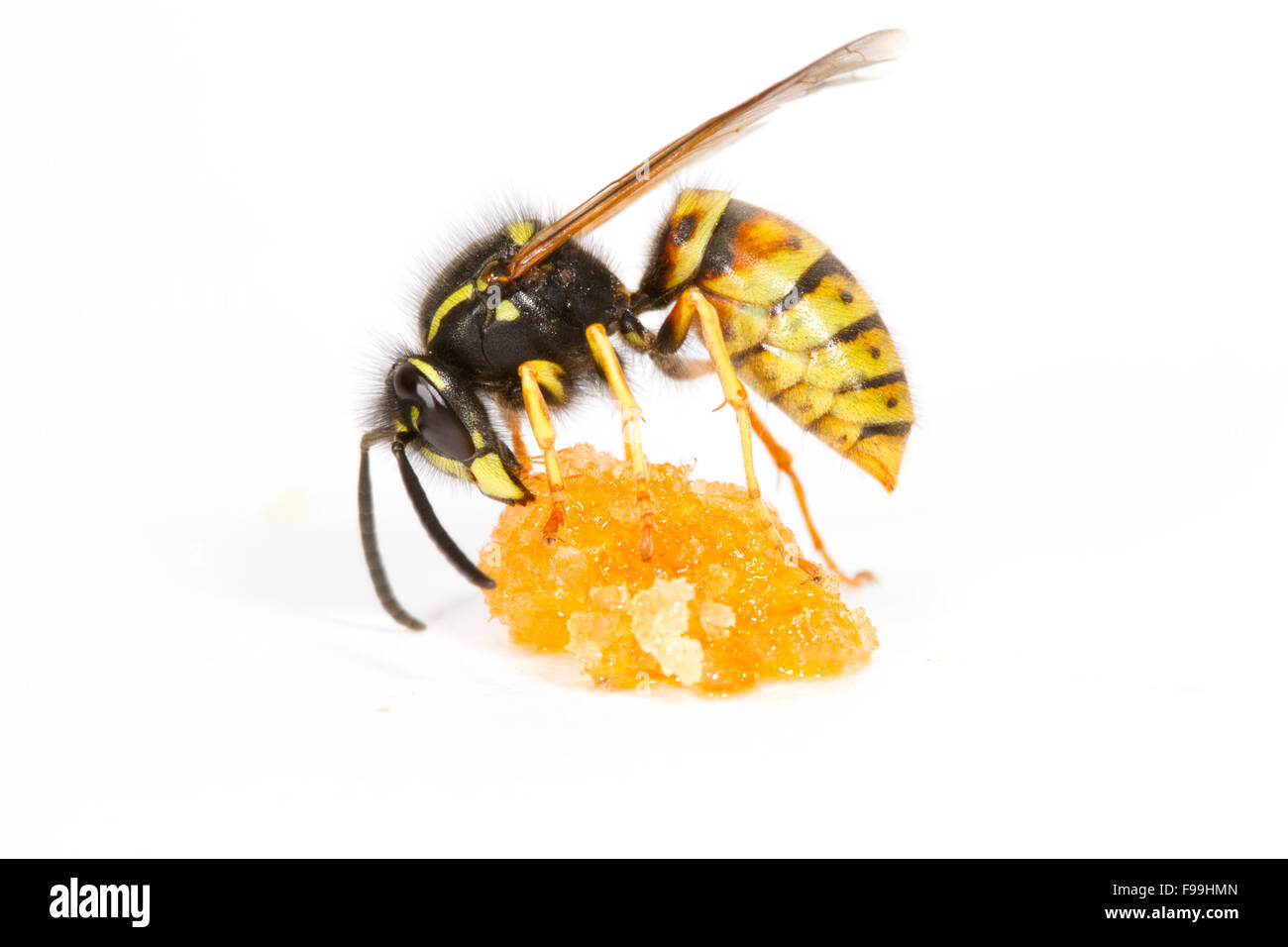 Red white wing hi-res stock photography and images - Alamy