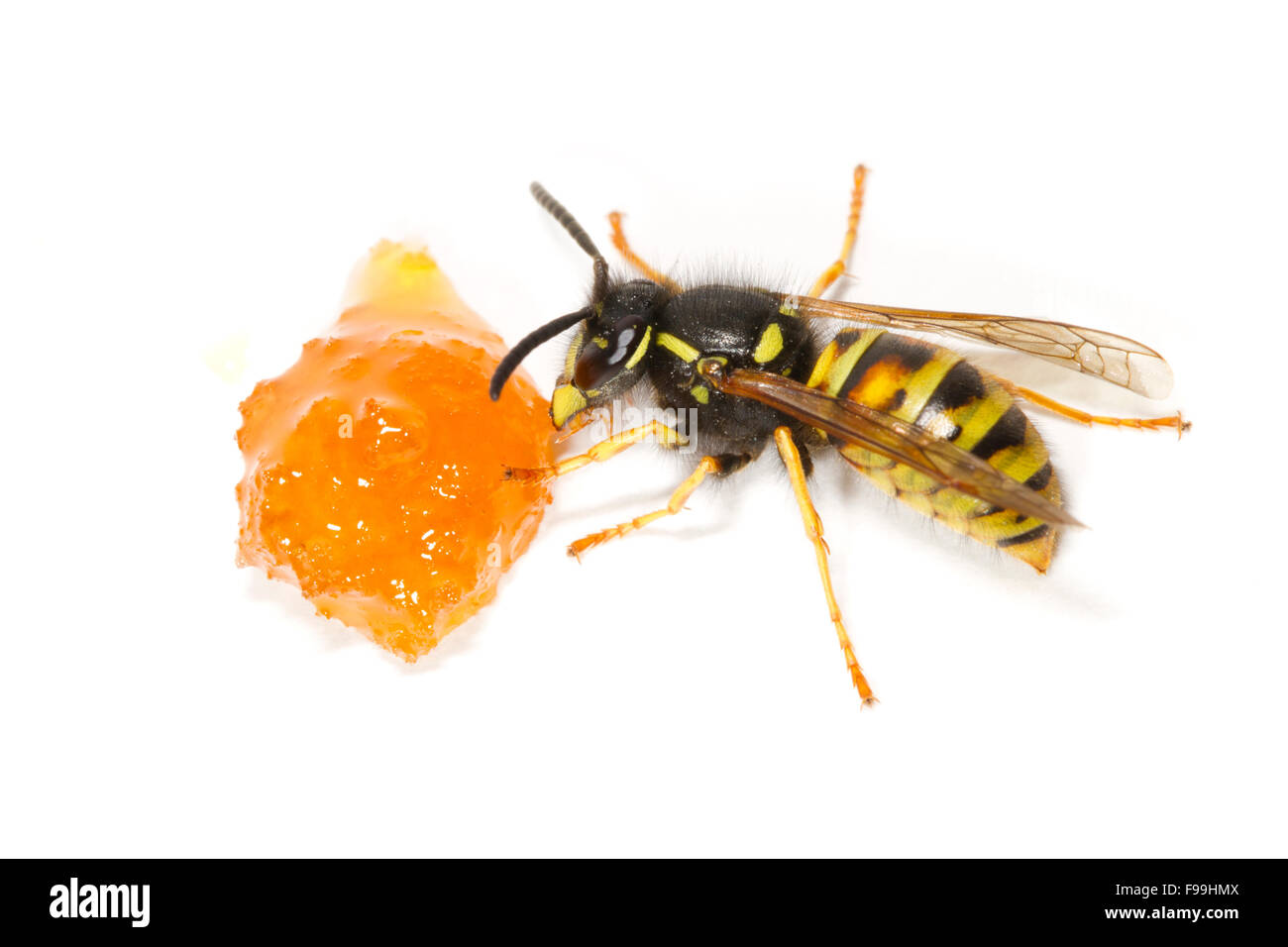 Red white wing hi-res stock photography and images - Alamy