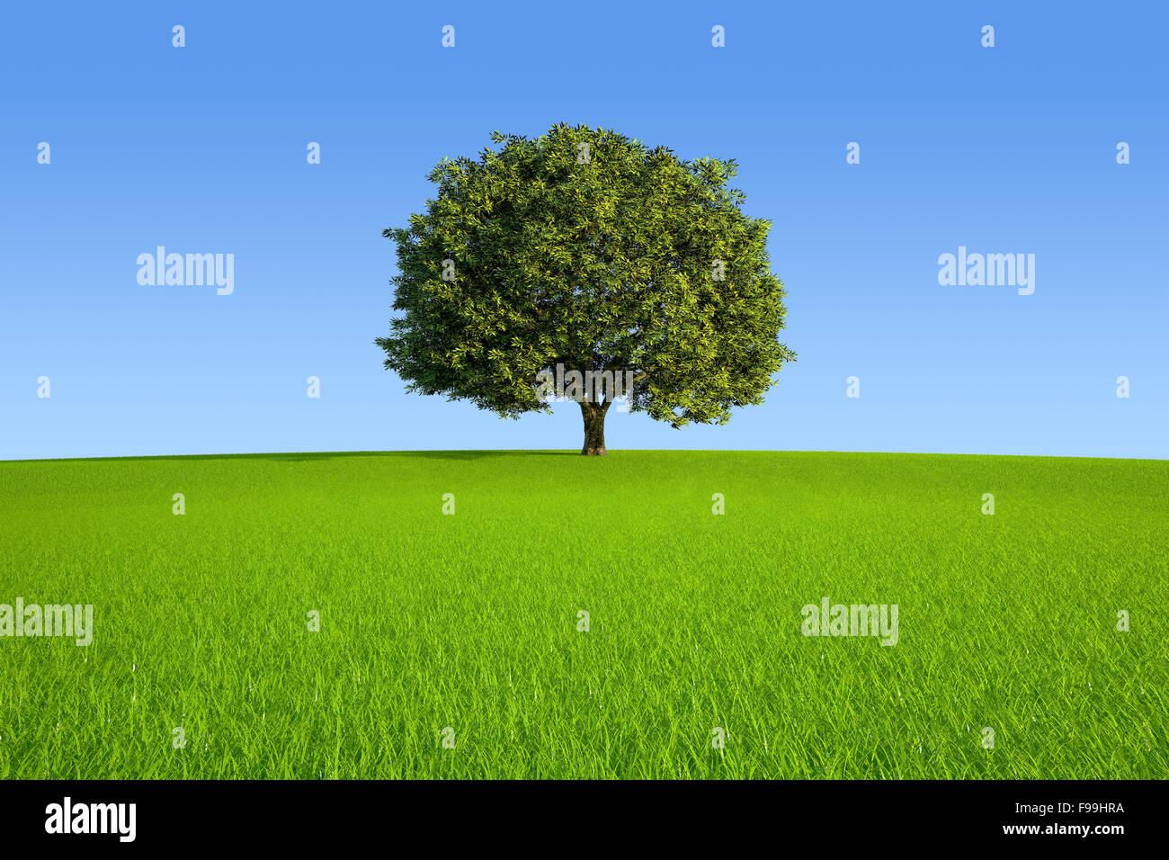 Single tree alone hi-res stock photography and images - Alamy