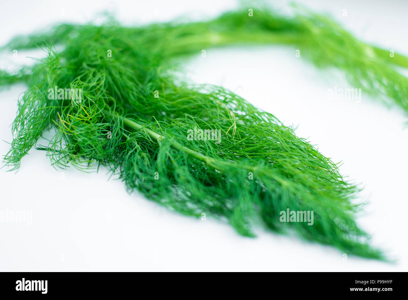 Fennel with seed heads hi-res stock photography and images - Alamy