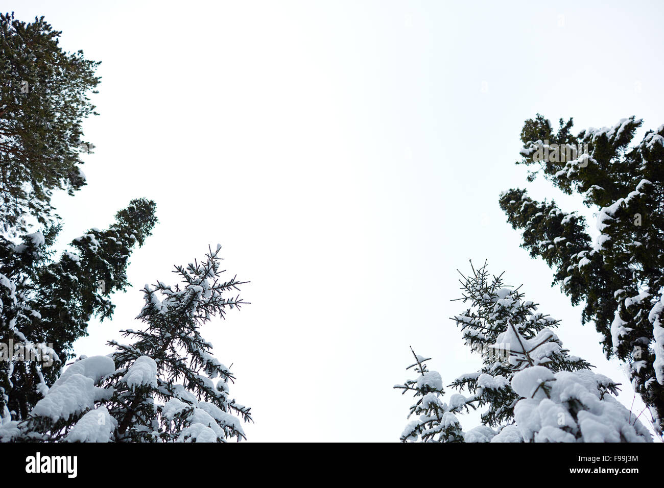 Tops of fir trees hi-res stock photography and images - Alamy