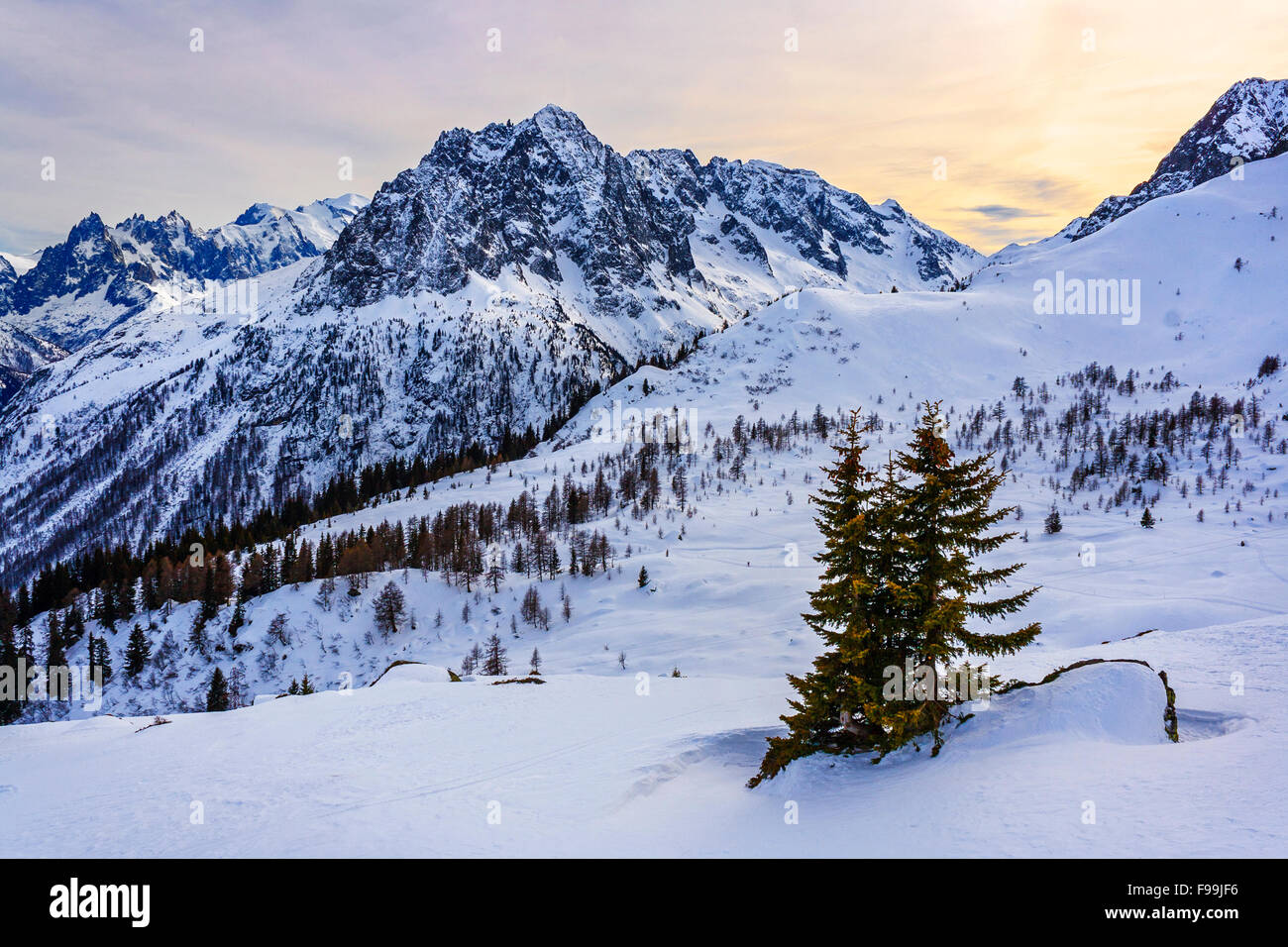 Foreground conifer trees hi-res stock photography and images - Alamy