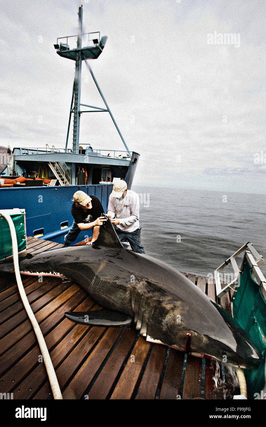 White Shark Transmitter Installation Stock Photo - Alamy