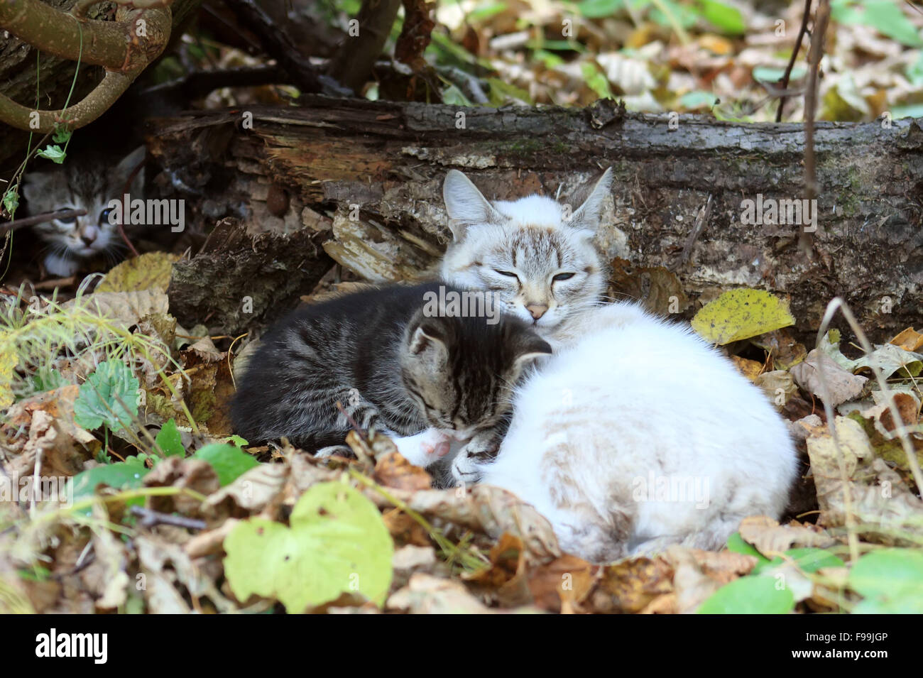 Caress cat hi-res stock photography and images - Alamy