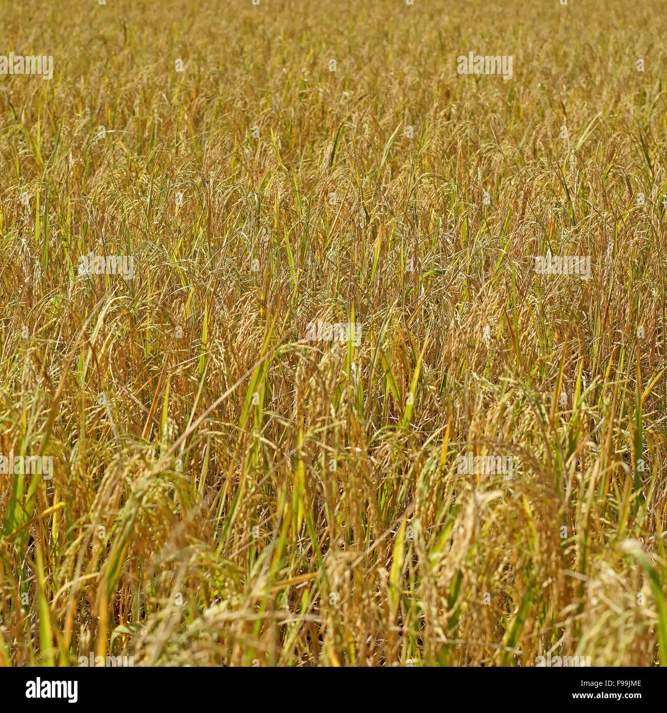Ready rice field hi-res stock photography and images - Alamy