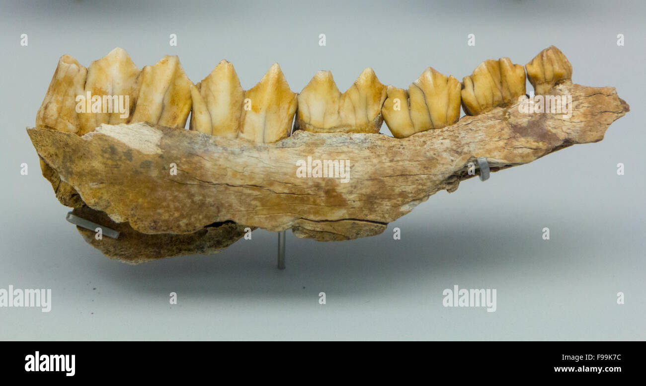 Detail fossilized jaw with teeth Stock Photo - Alamy