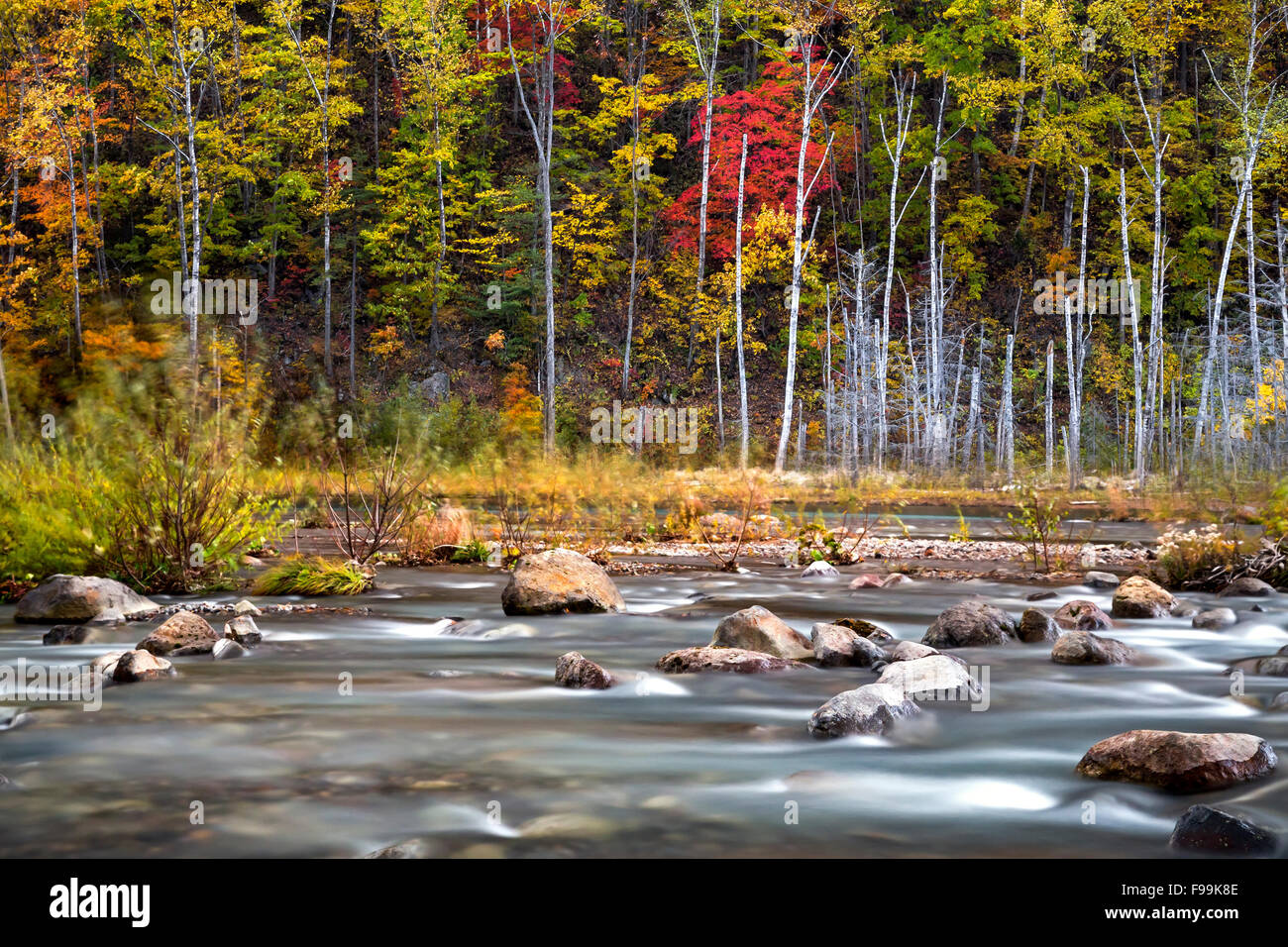 Leaf river hi-res stock photography and images - Alamy