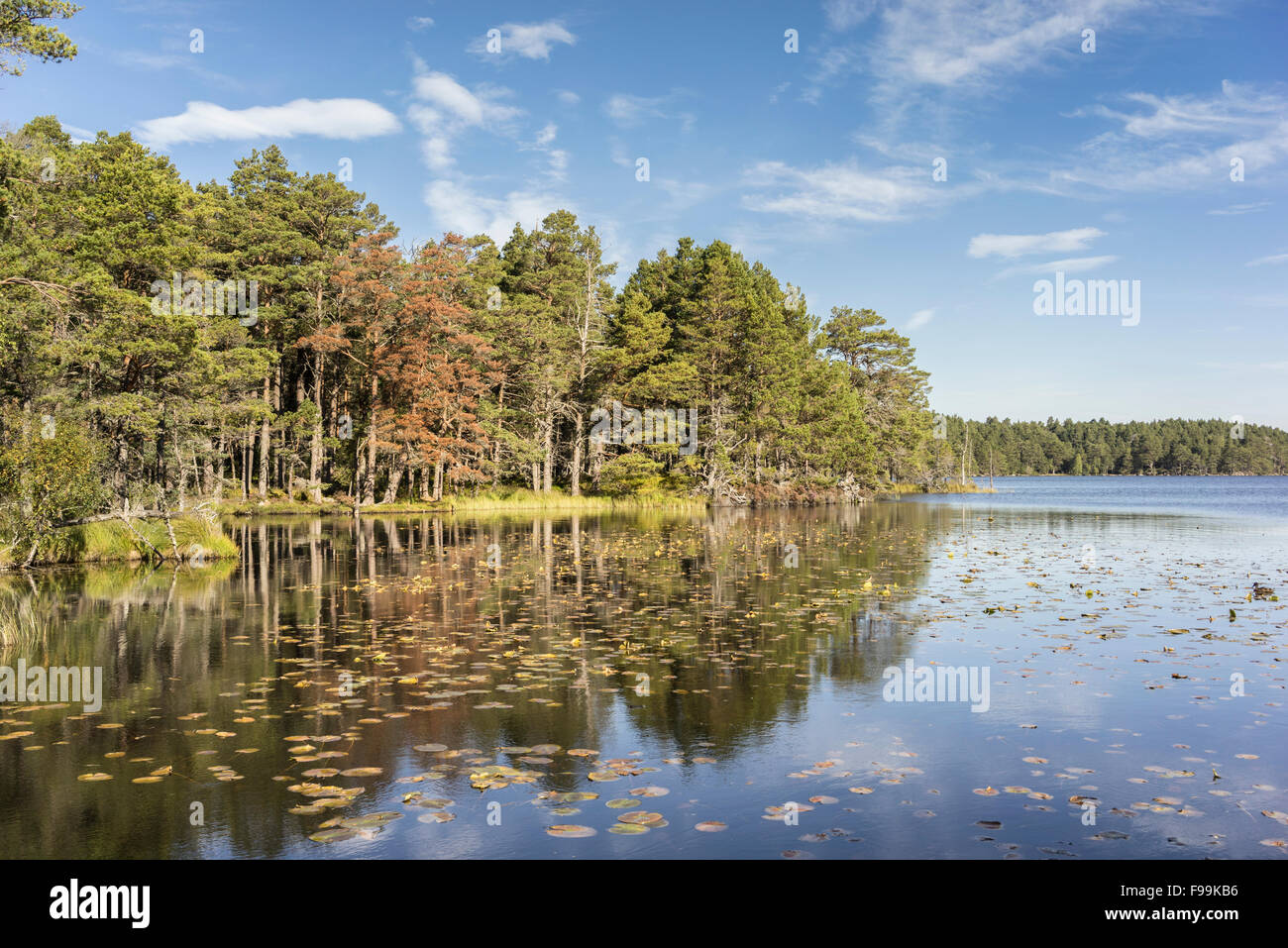 Highlands loch trees hi-res stock photography and images - Alamy