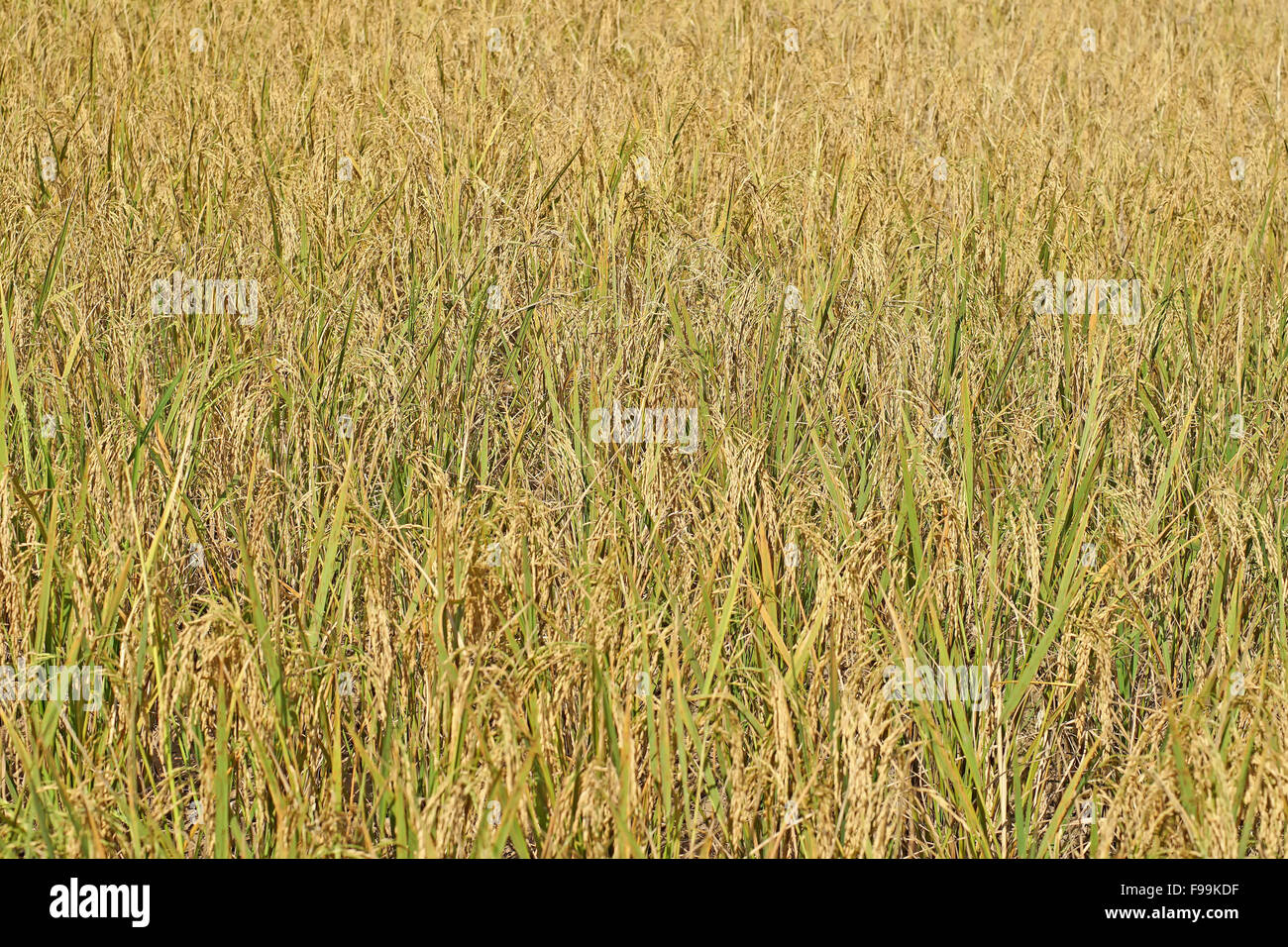 yellow paddy rice in field plant ready for harvest Stock Photo - Alamy