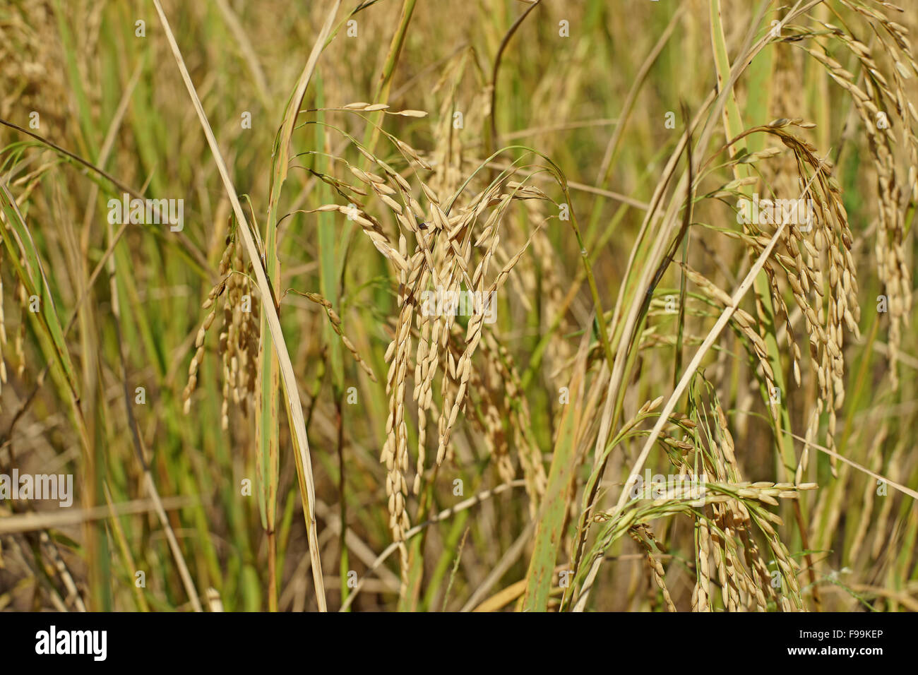 closeup of paddy rice in field plant ready for harvest Stock Photo - Alamy