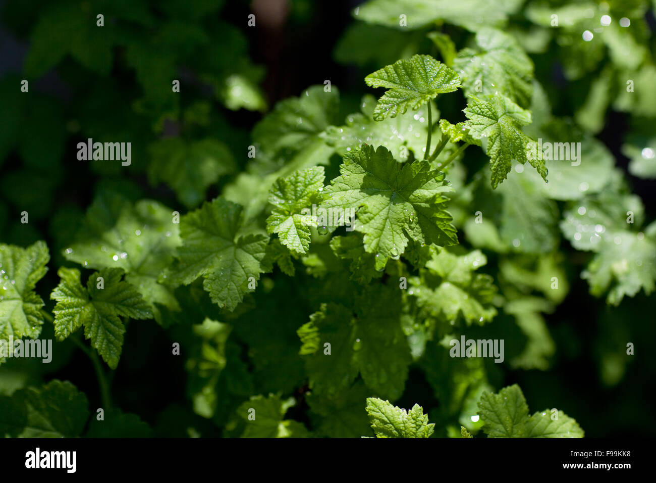 eaves of a current bush Stock Photo - Alamy