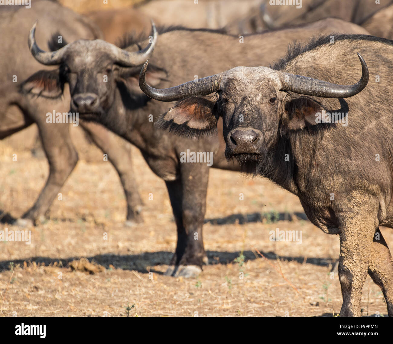 Two water buffalo, standing among the herd, heads turned toward the ...