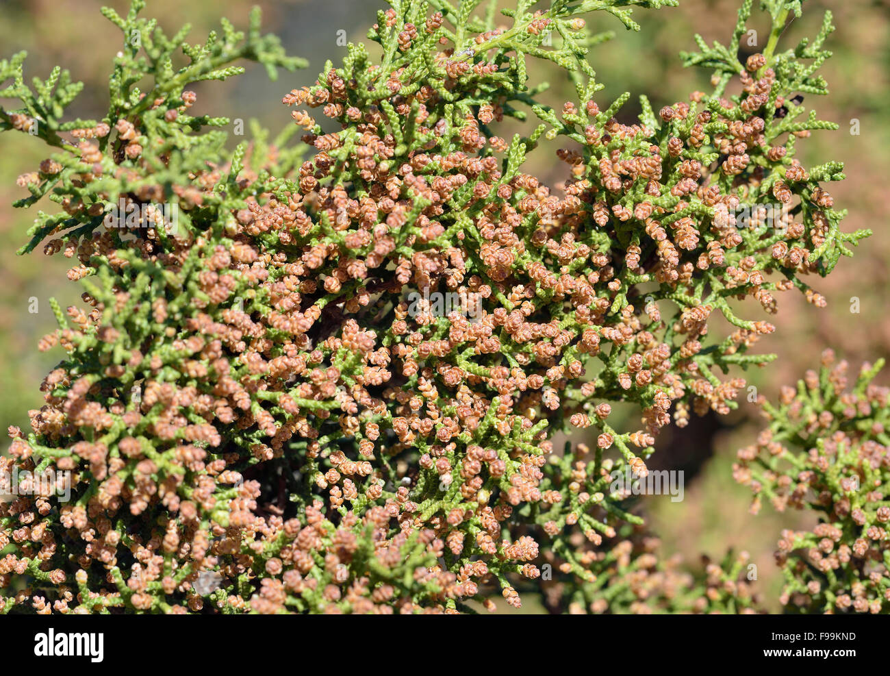 Phoenician Juniper - Juniperus phoenicea Coastal tree from Cyprus Stock ...