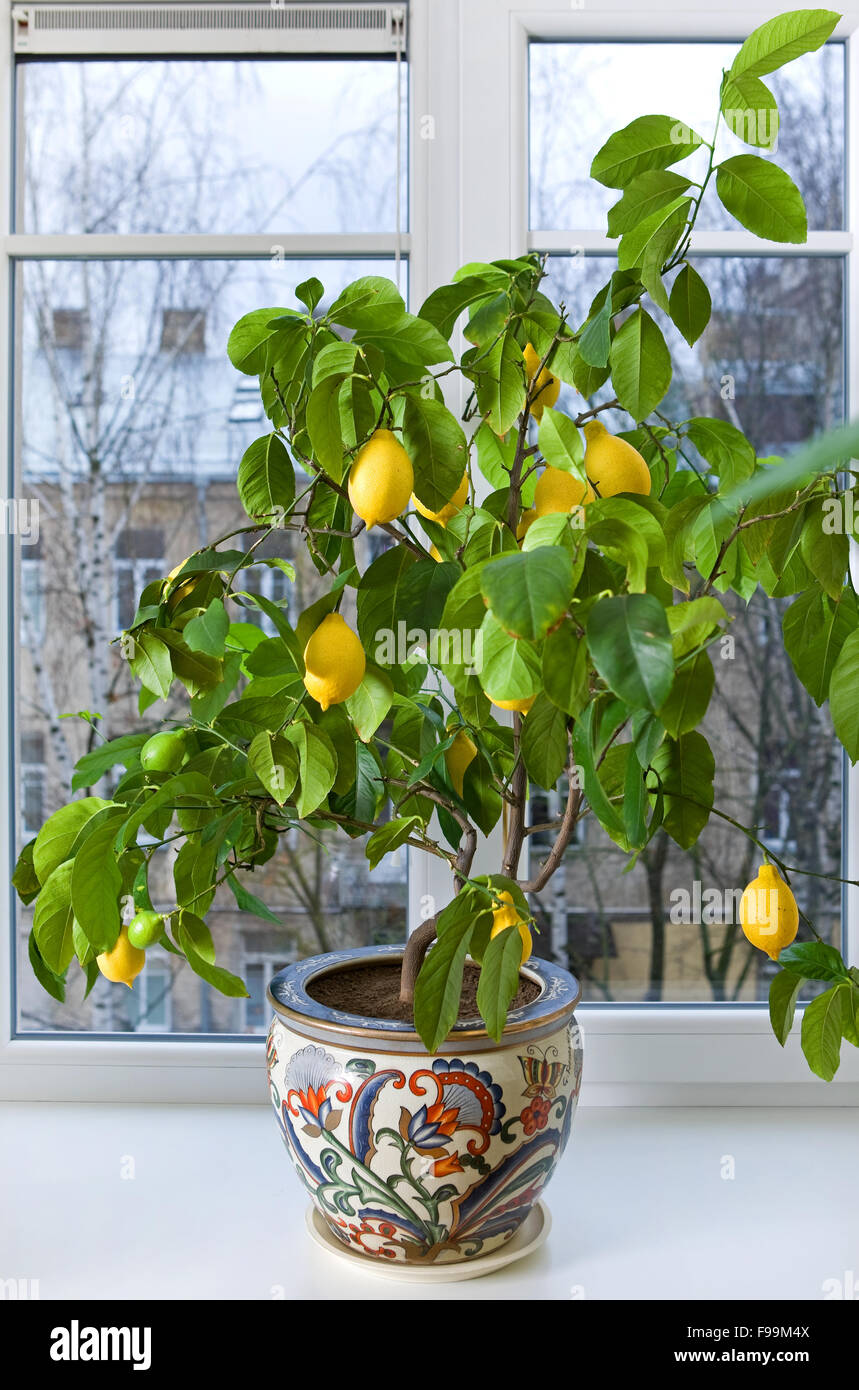 Little lemon tree hi-res stock photography and images - Alamy