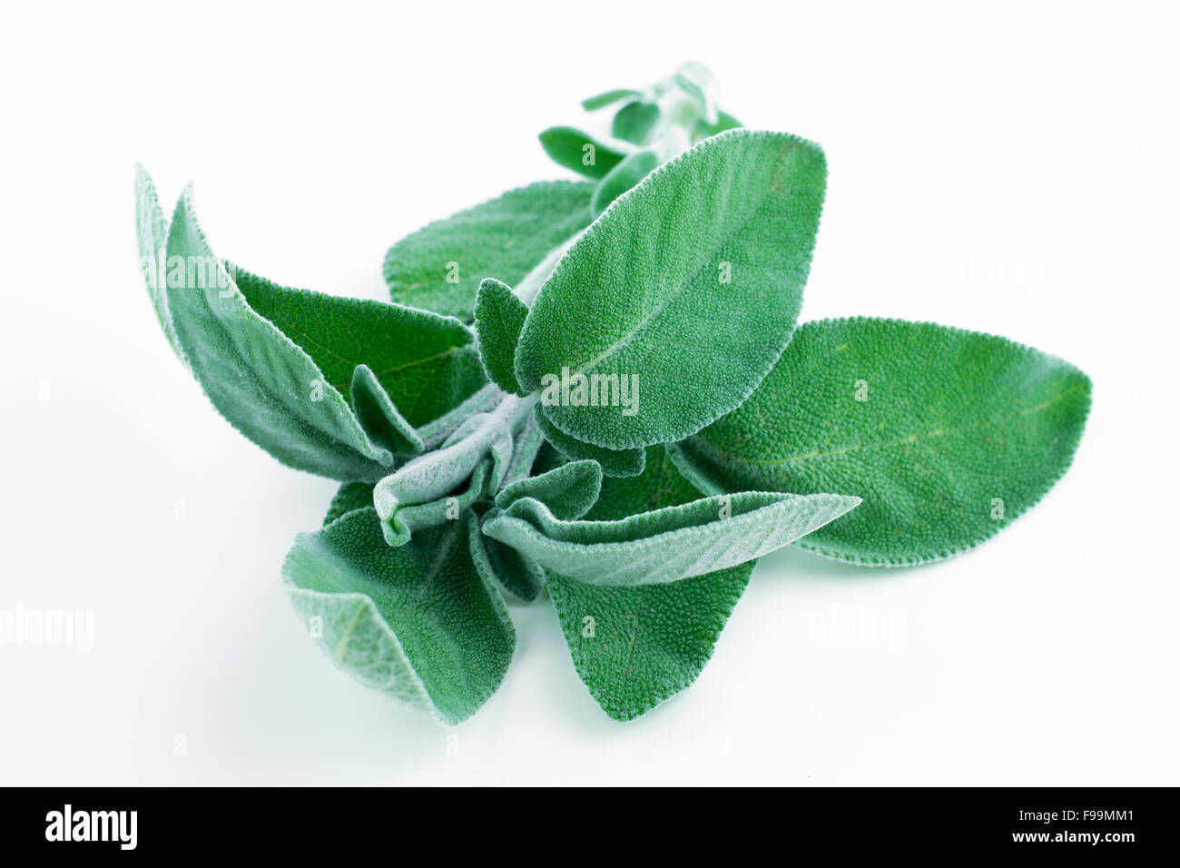 A bundle of sage Stock Photo - Alamy