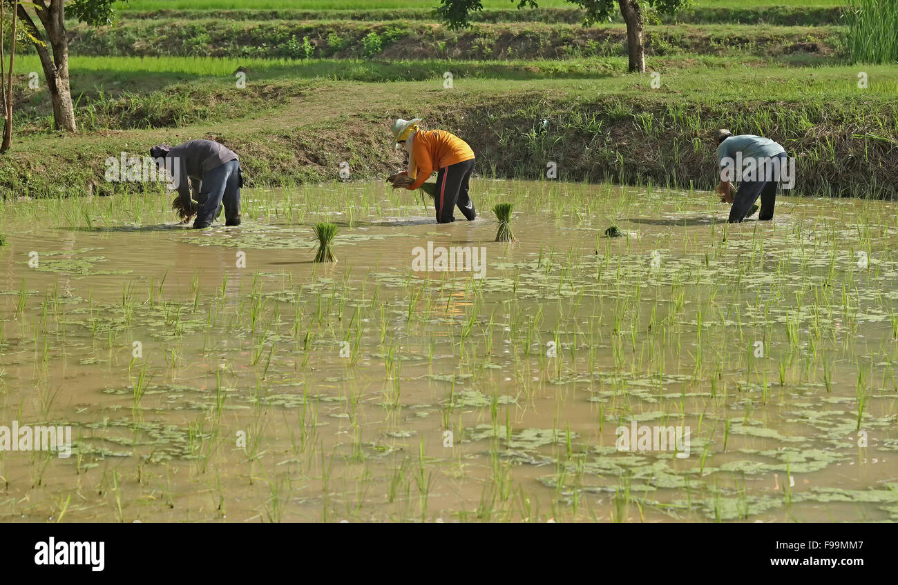 farmers planting rice in the paddy field Stock Photo - Alamy