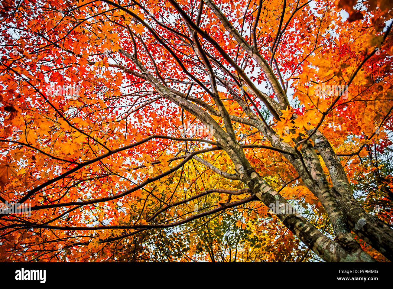 colorful tree at autumn Stock Photo - Alamy