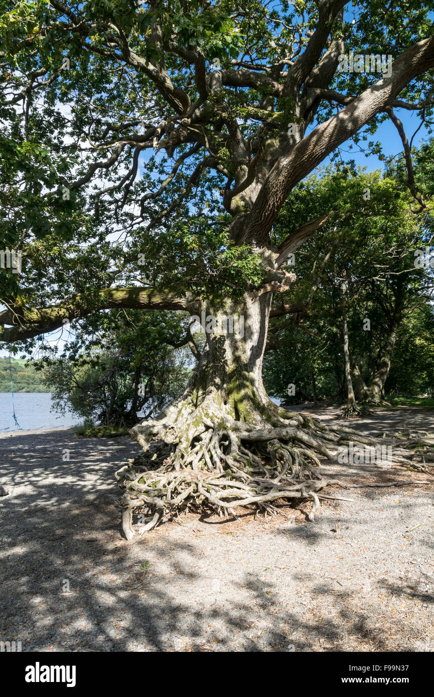 Oak tree roots hi-res stock photography and images - Alamy