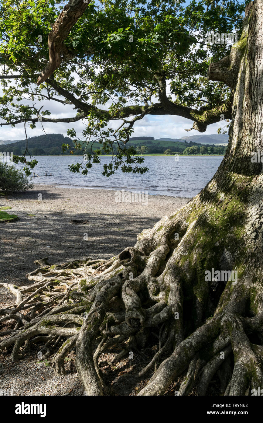 Large Oak tree roots at Bala Lake or Llyn Tegid in Merionethshire ...